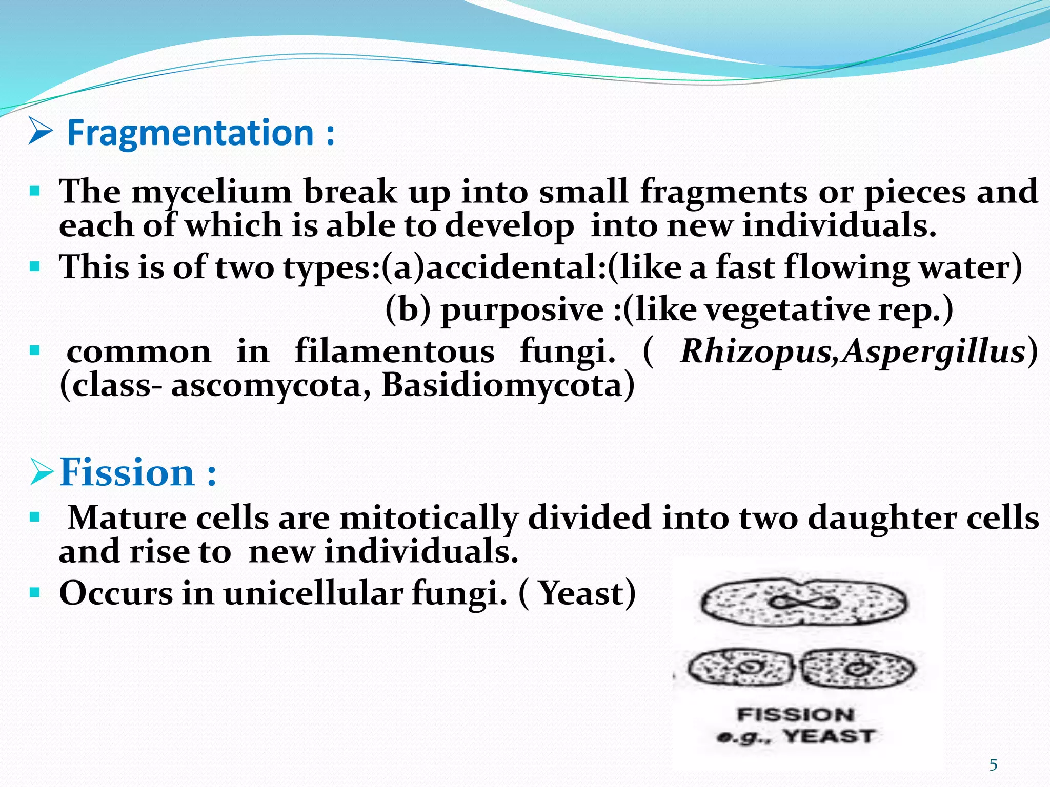 Reproduction in fungi | PPTX