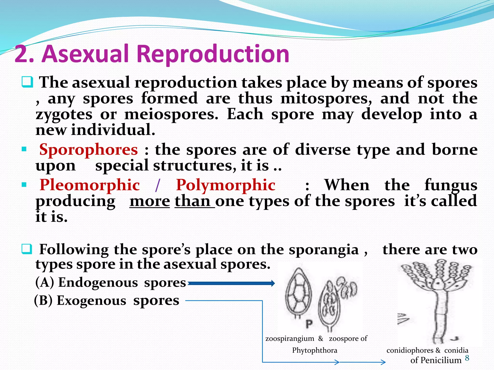 Reproduction in fungi | PPTX