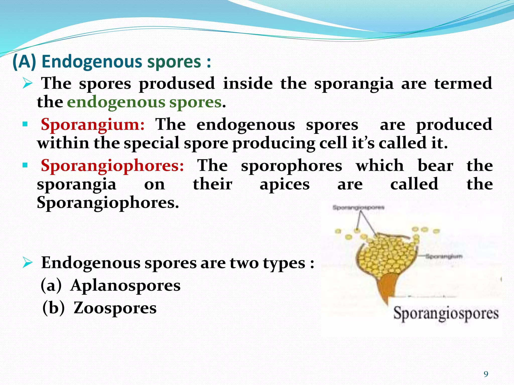 Reproduction in fungi | PPTX