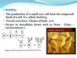 Reproduction in fungi | PPTX