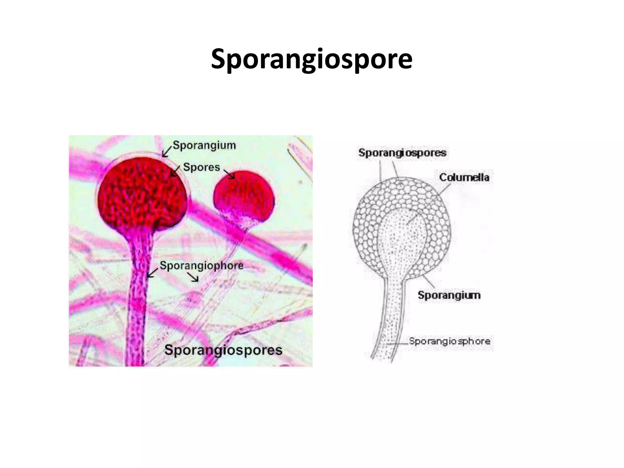 Reproduction in fungi | PPTX