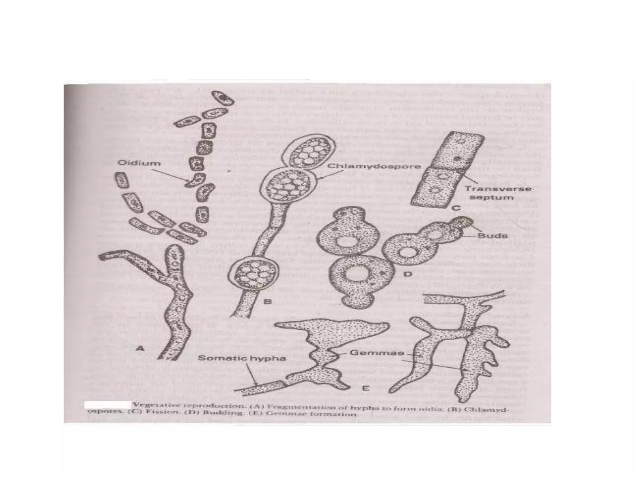 Reproduction in fungi | PPTX