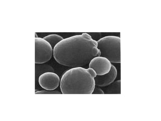 Reproduction in fungi | PPTX