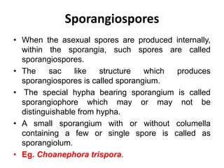 Reproduction in fungi | PPTX