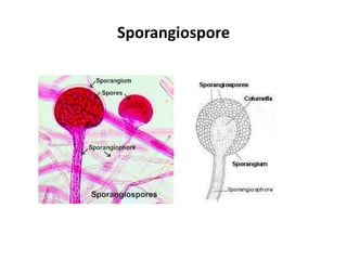 Reproduction in fungi | PPTX