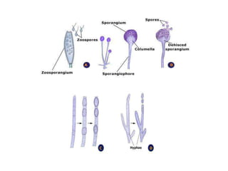 Reproduction in fungi | PPTX