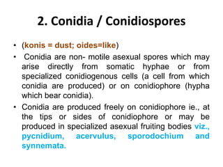 Reproduction in fungi | PPTX