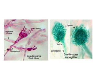 Reproduction in fungi | PPTX
