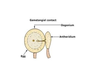 Reproduction in fungi | PPTX