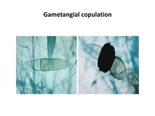 Reproduction in fungi | PPTX