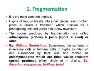 Reproduction in fungi | PPTX