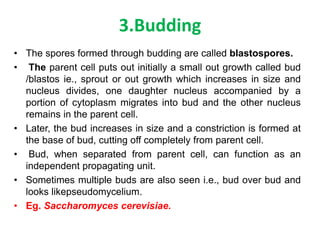 Reproduction in fungi | PPTX