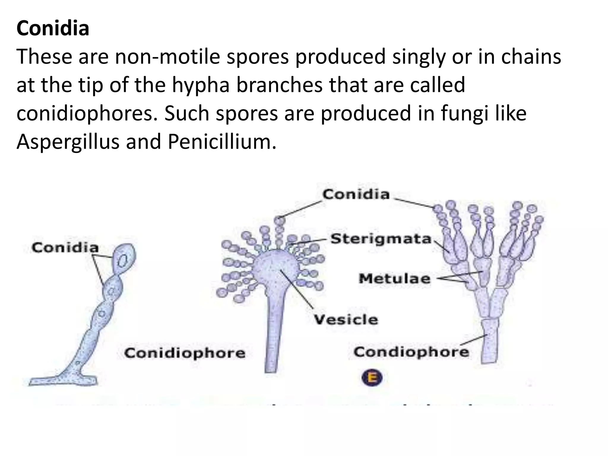 reproduction in fungi.pptx
