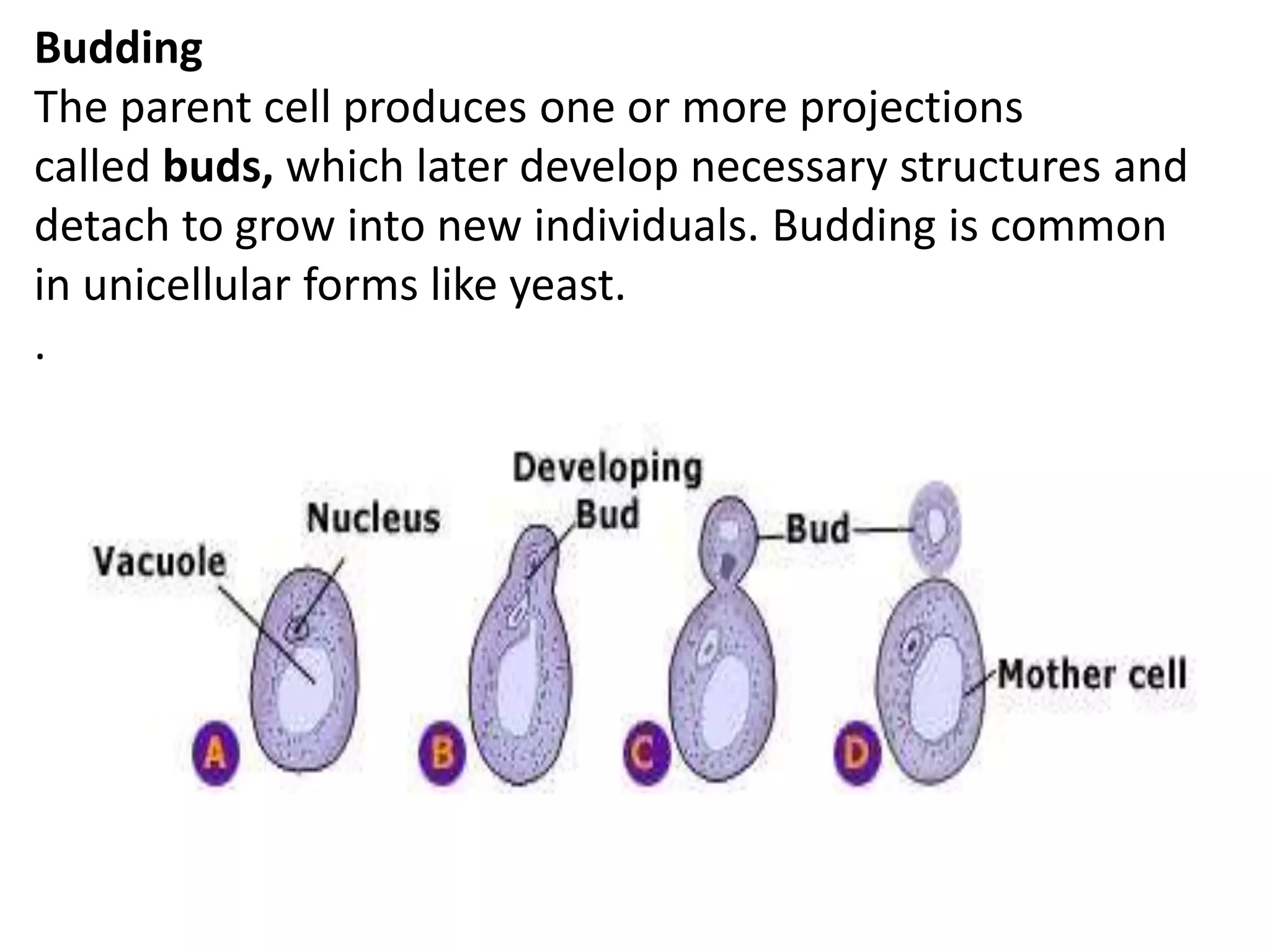reproduction in fungi.pptx