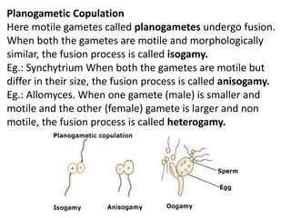 reproduction in fungi.pptx