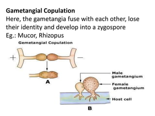 reproduction in fungi.pptx