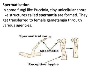 reproduction in fungi.pptx