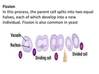 reproduction in fungi.pptx