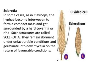 reproduction in fungi.pptx