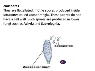 reproduction in fungi.pptx