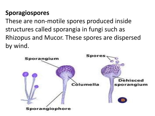 Reproduction In Fungi Pptx