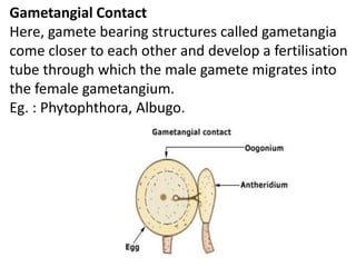 reproduction in fungi.pptx