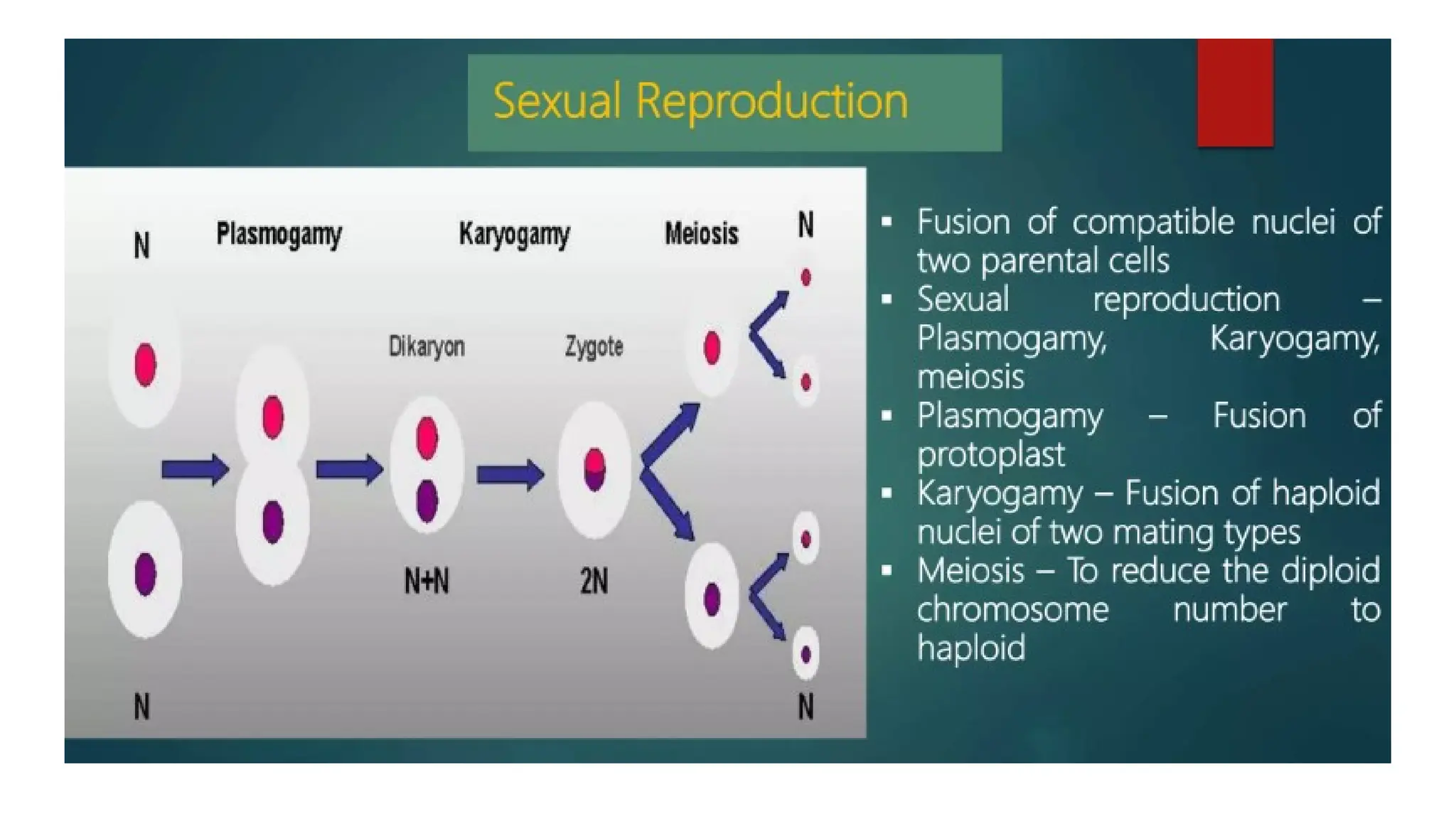Different Reproduction methods in fungi.pptx