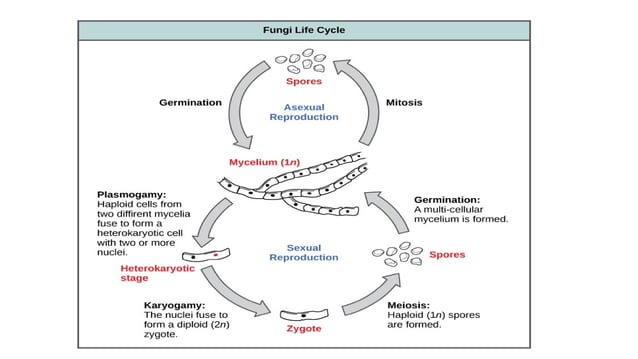 Different Reproduction methods in fungi.pptx