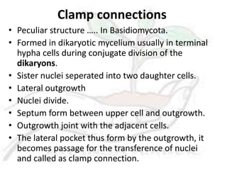 Reproduction in FUNGI | PPTX