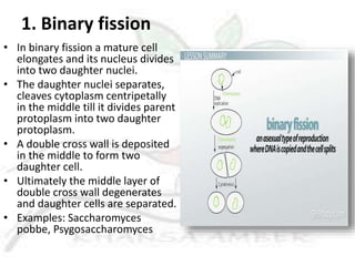 Reproduction in FUNGI | PPTX
