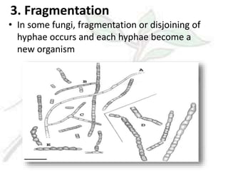 Reproduction in FUNGI | PPTX