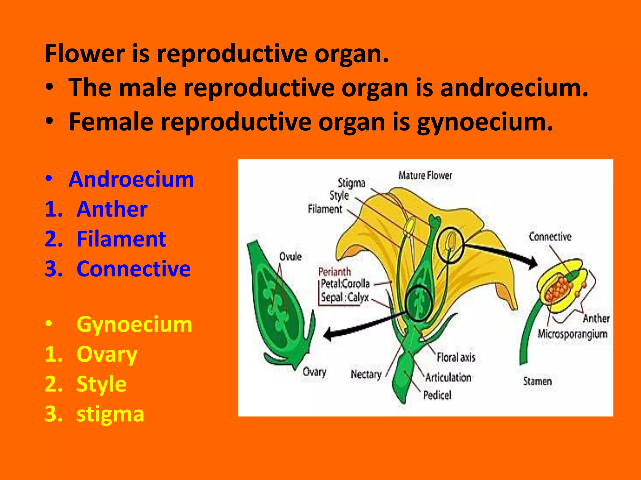 Reproduction in Lower and Higher plants | PDF