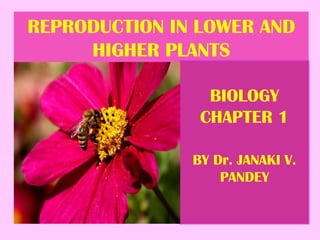 Reproduction in Lower and Higher plants | PDF