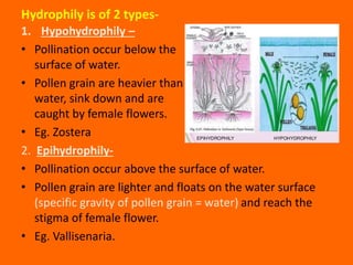 Reproduction in Lower and Higher plants | PDF