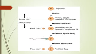 reproduction in human.pptx