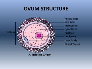 Reproduction in humans | PPTX | Infertility | Reproductive Health