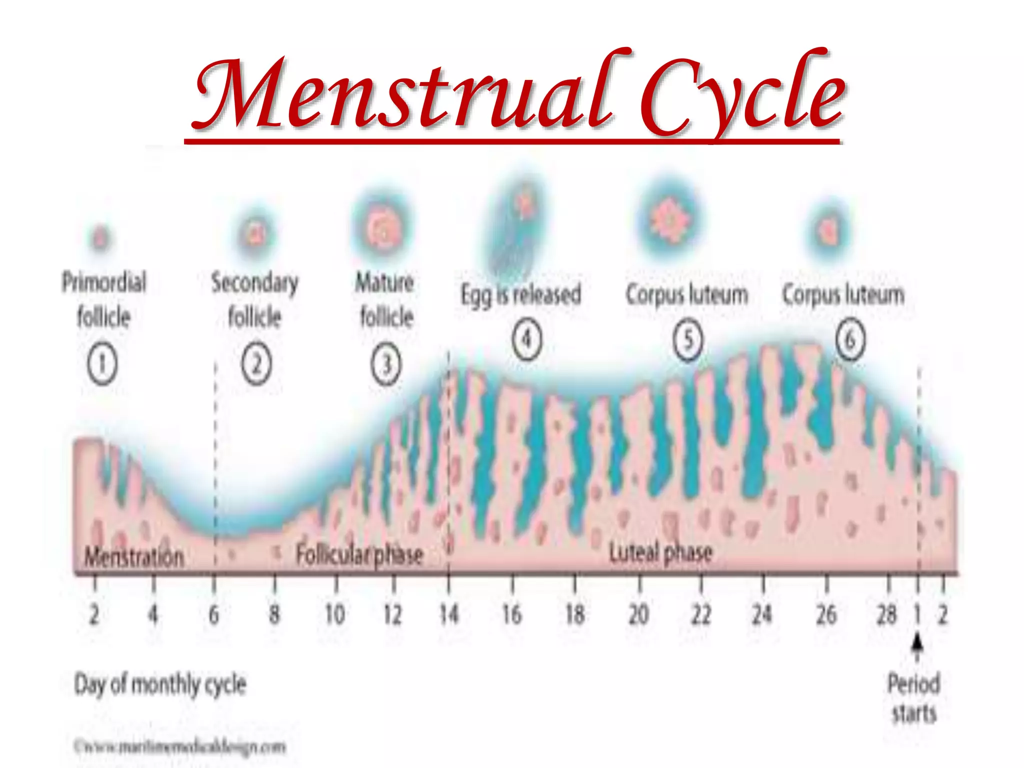 Reproduction in humans | PPT
