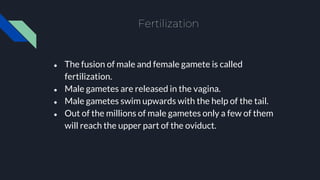 Reproduction in humans | PPTX
