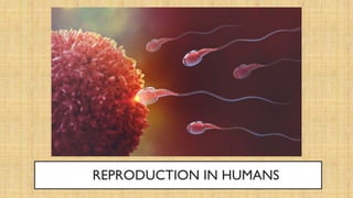 REPRODUCTION IN HUMANS.pdfhjhjwiowwowjwww | PPT