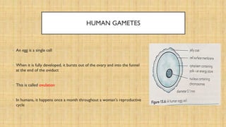 REPRODUCTION IN HUMANS.pdfhjhjwiowwowjwww | PPT
