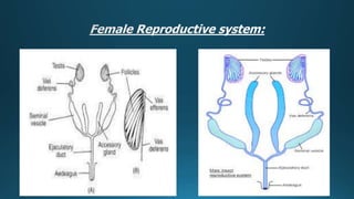 Reproduction in insects | PPTX