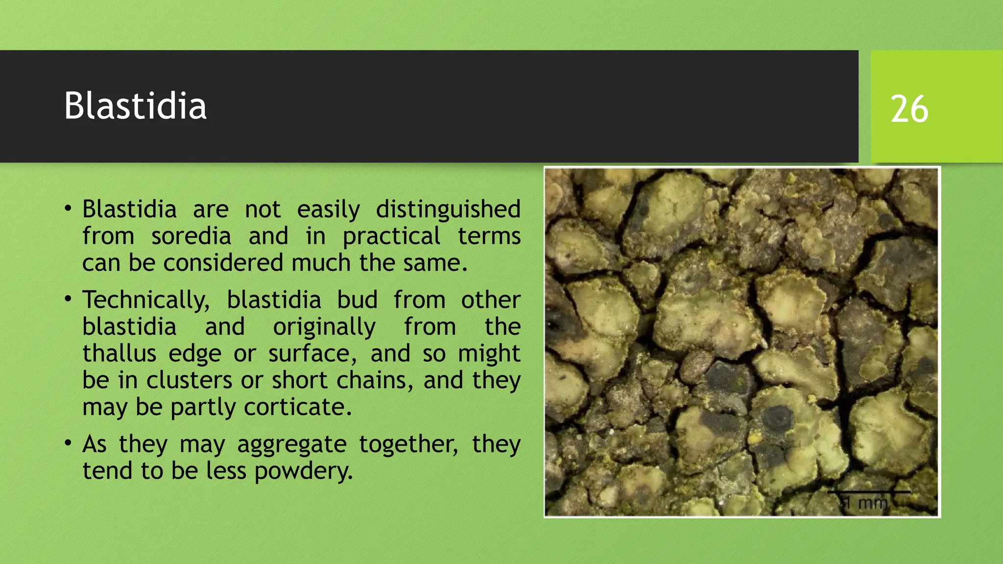 Reproduction in Lichens of different genera | PPTX