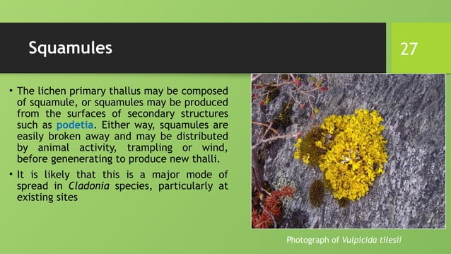 Reproduction in Lichens of different genera | PPTX