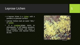 Reproduction in Lichens of different genera | PPTX