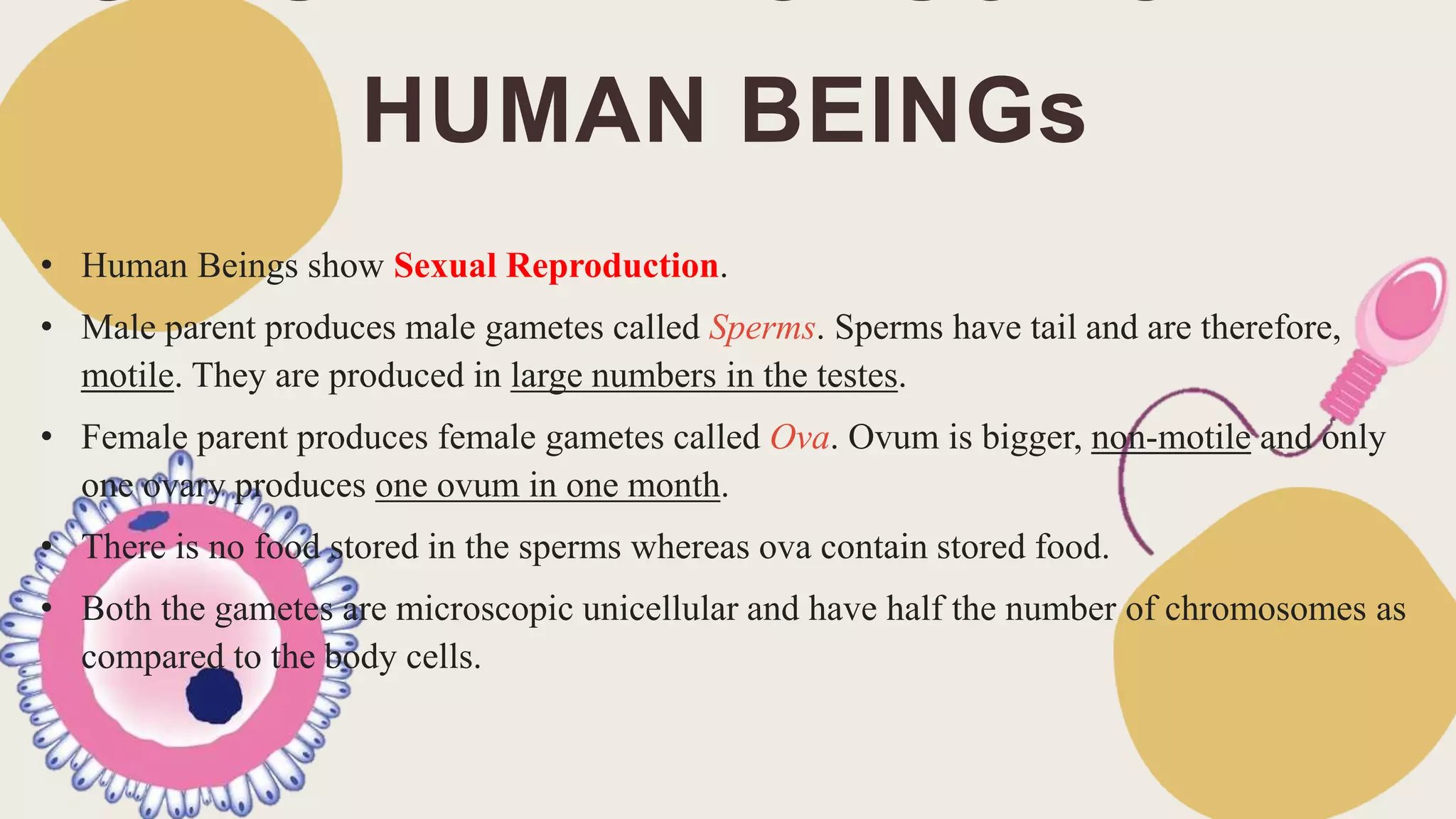 Reproduction In Living Beings Class - 10th | PPTX