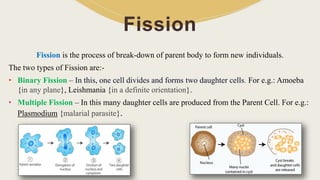 Reproduction In Living Beings Class - 10th | PPTX | Infertility ...
