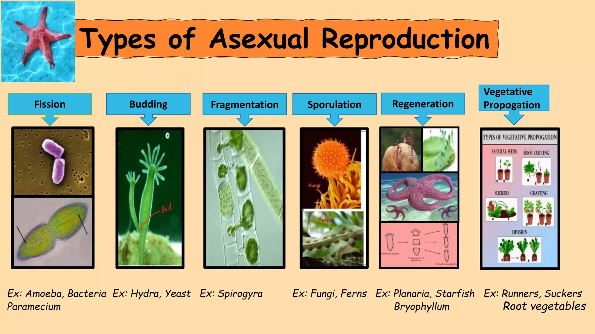 Reproduction in plants | PPTX