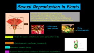 Reproduction in plants | PPT