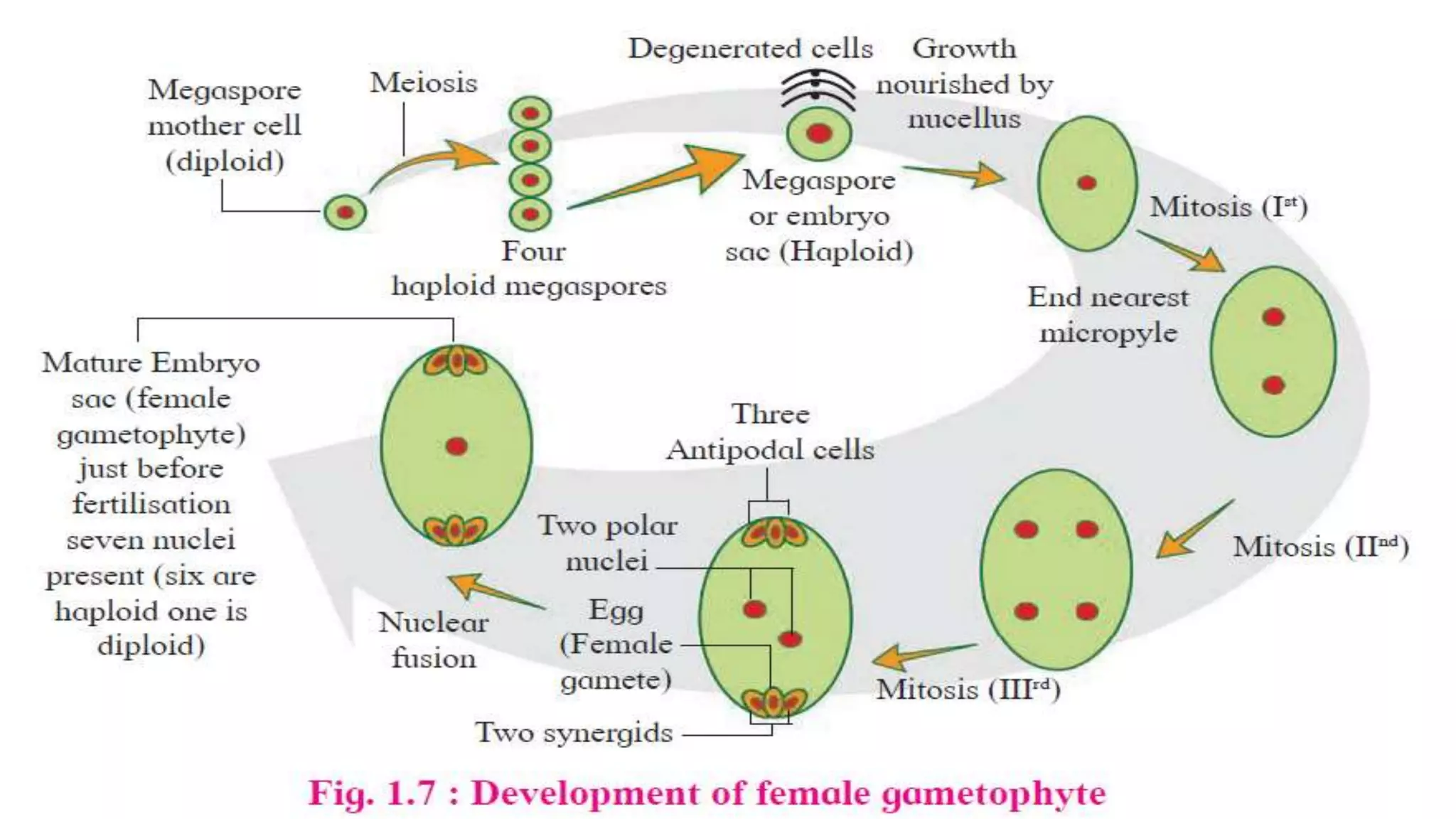 Reproduction in lower and higher plants | PPTX