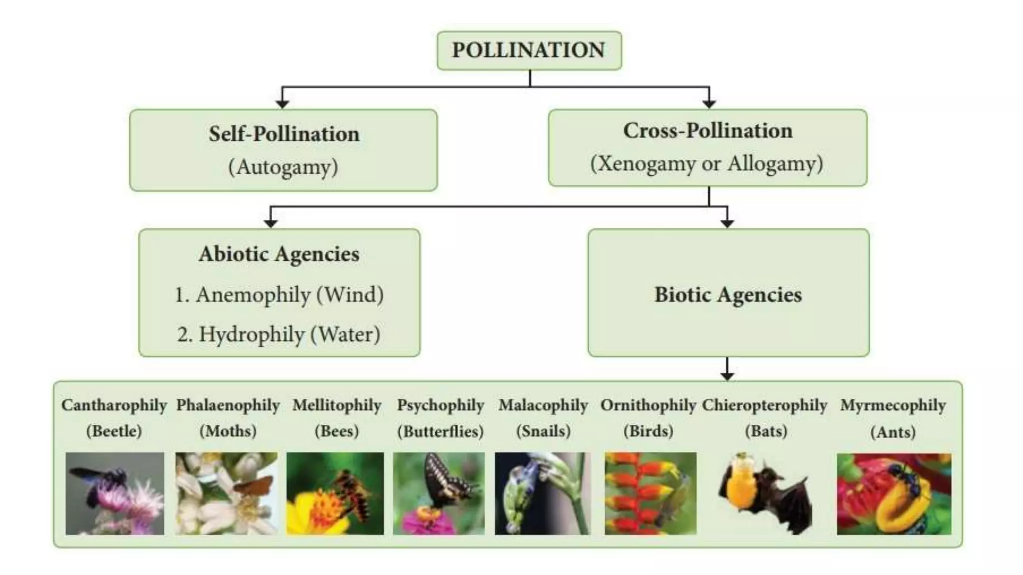 Reproduction in lower and higher plants | PPTX